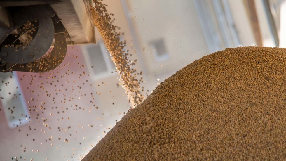 Extreme demand for NON-GMO soybeans - Soy Austria®